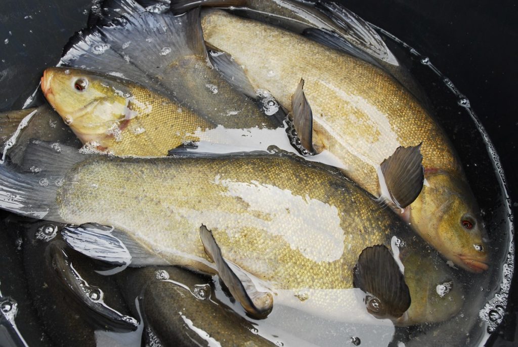 LA TANCHE - Société RELOT Frères