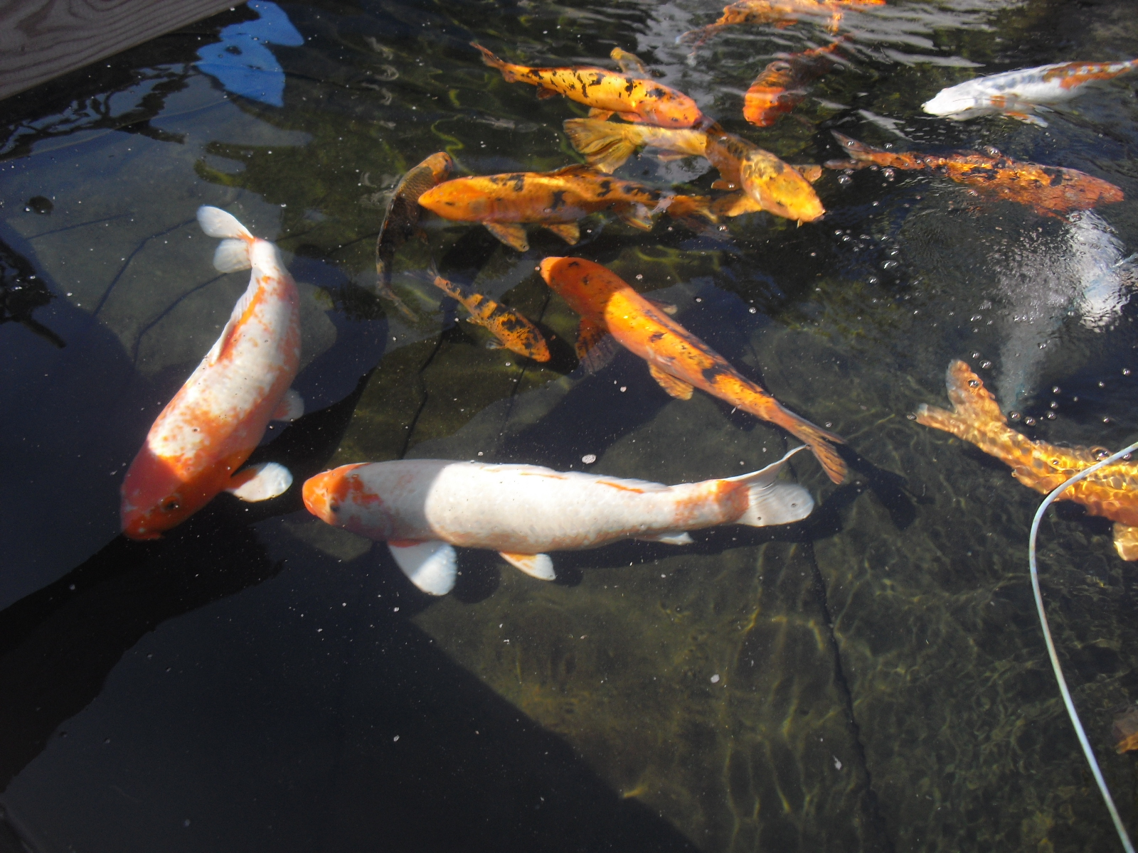 Variétés de poissons de bassin - Société RELOT Frères
