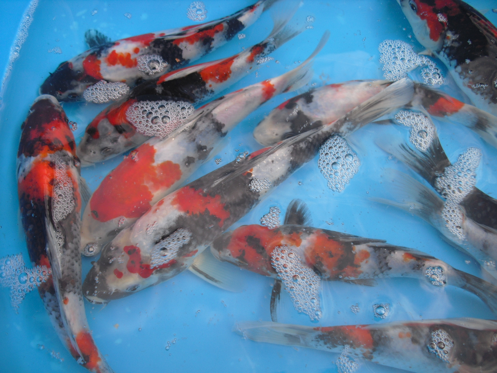 Vente de KOI