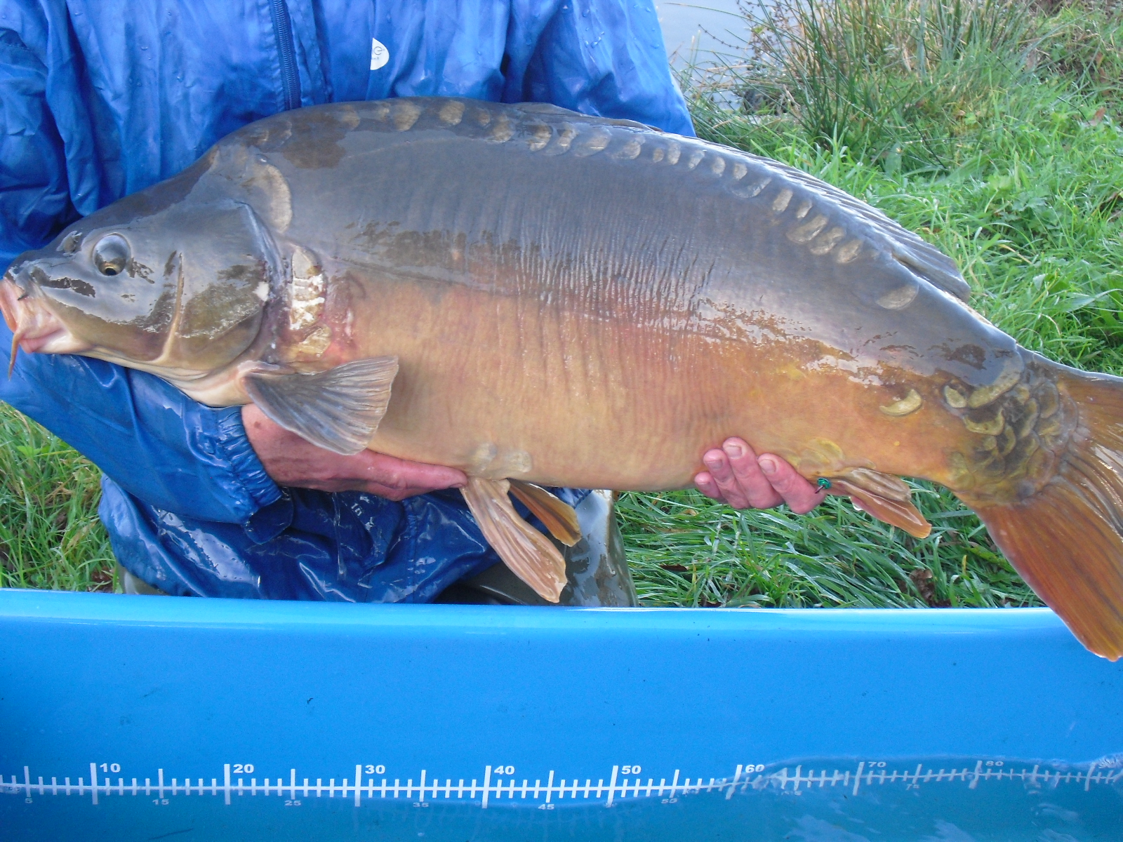 Tarifs des poissons d'étang. Prix sur le gardon, tanche, carpe, brochet,