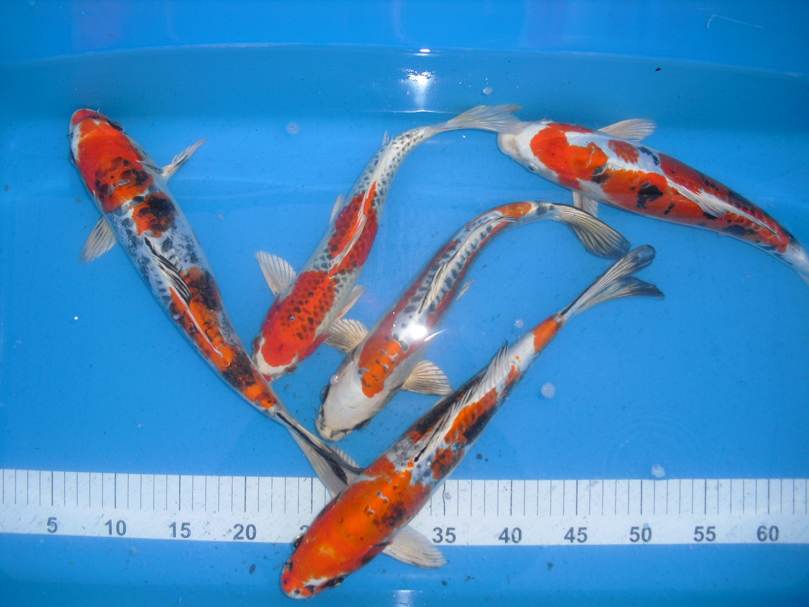 Vente de KOI
