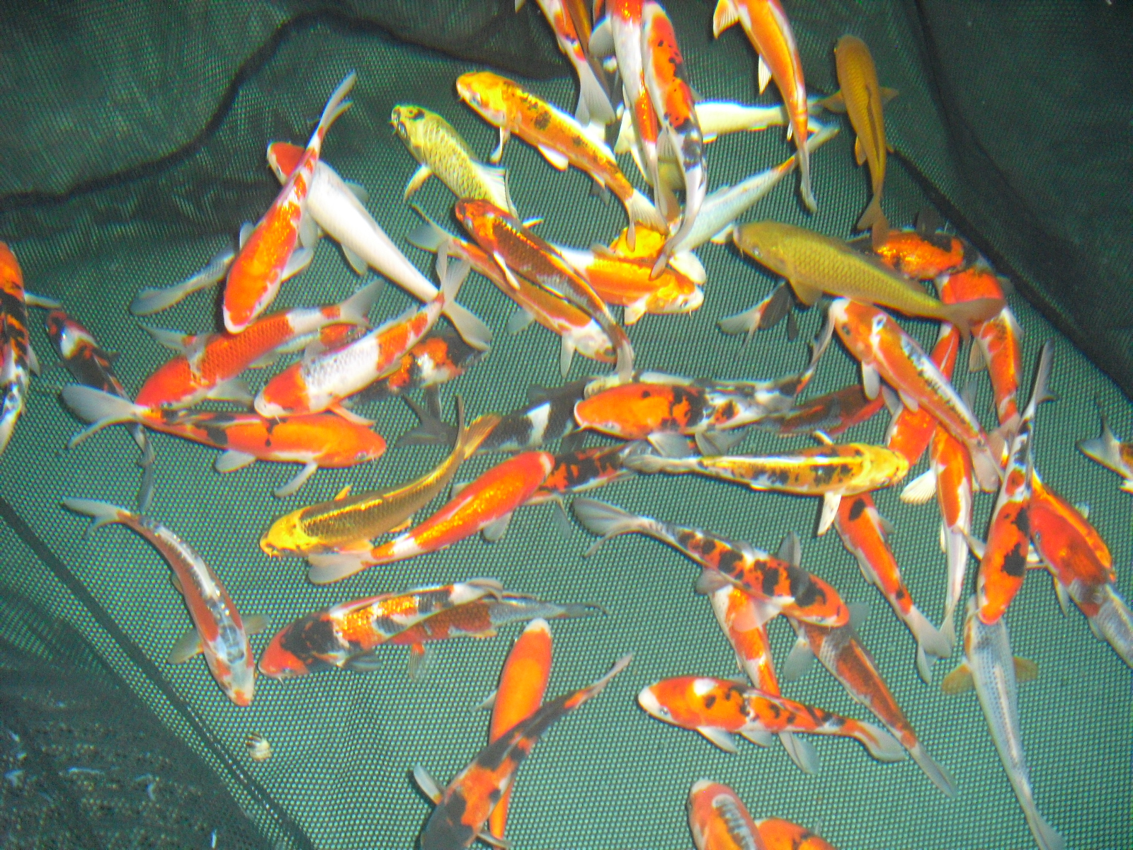 Vente de KOI