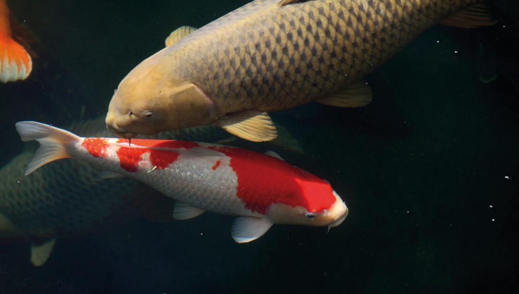 Variétés de poissons de bassin - Société RELOT Frères