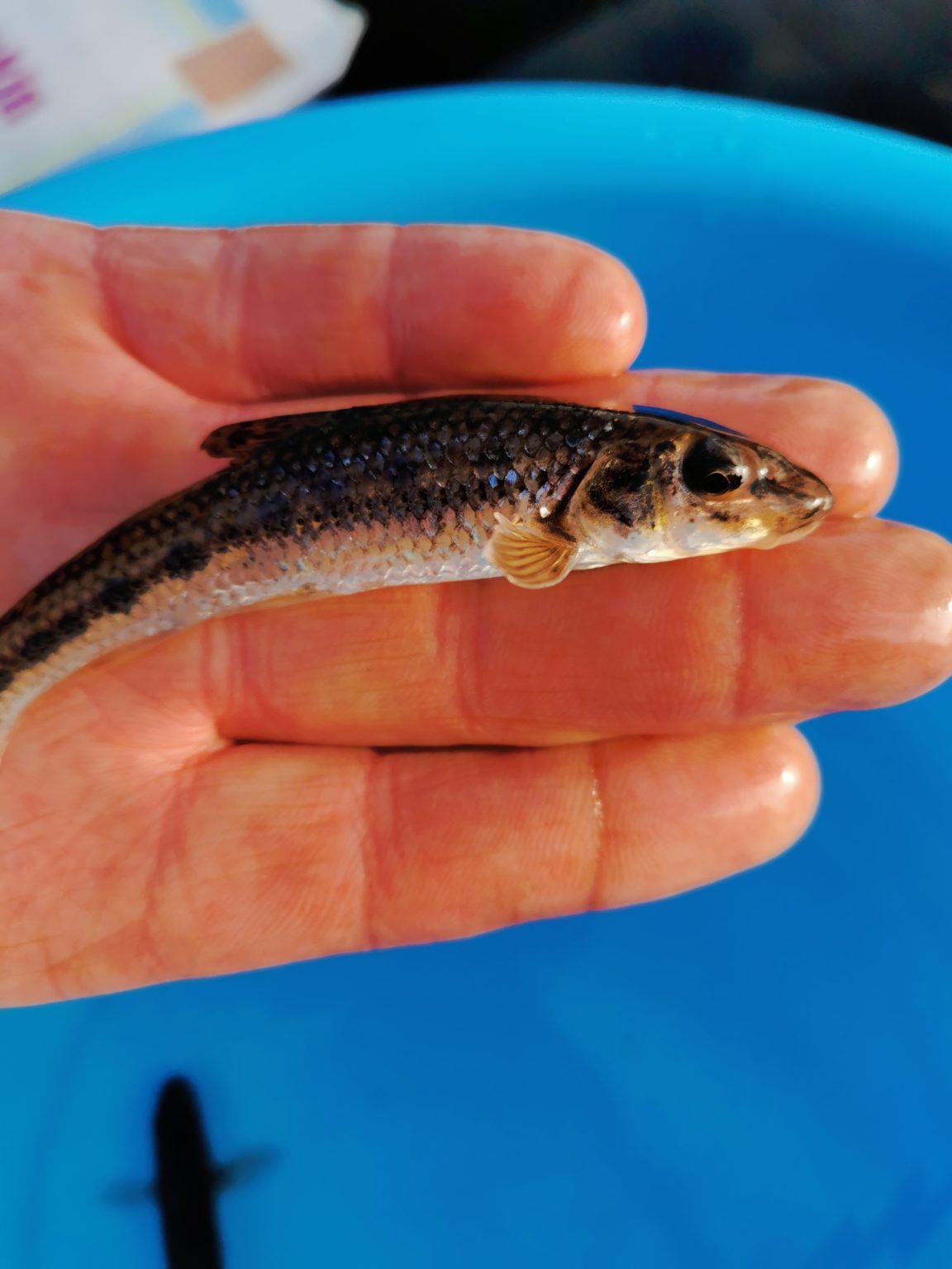 LE GOUJON - Société RELOT Frères