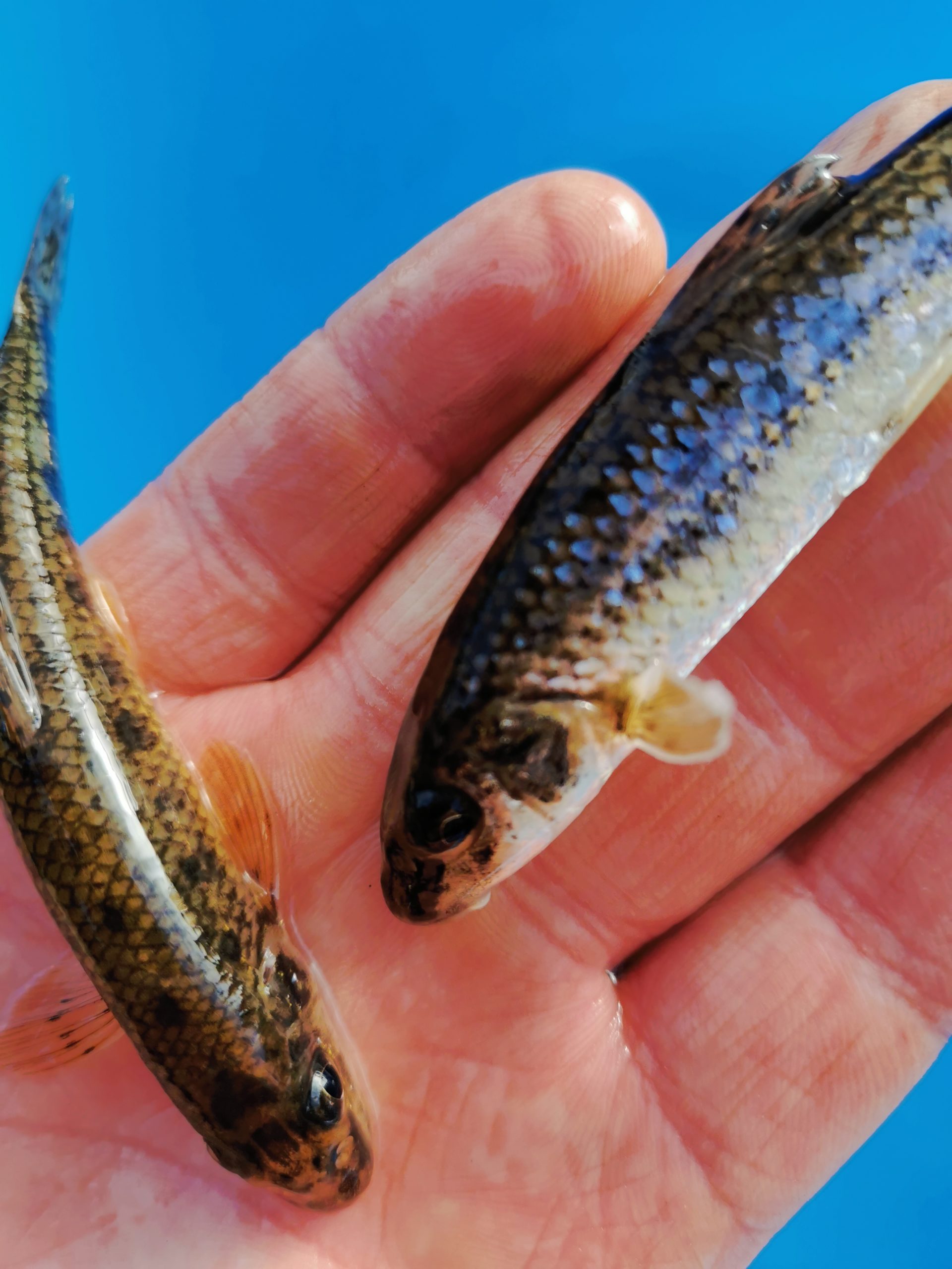 LE GOUJON - Société RELOT Frères